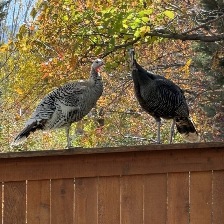 The Differences Between Wild Turkeys and Farm Raised Turkeys